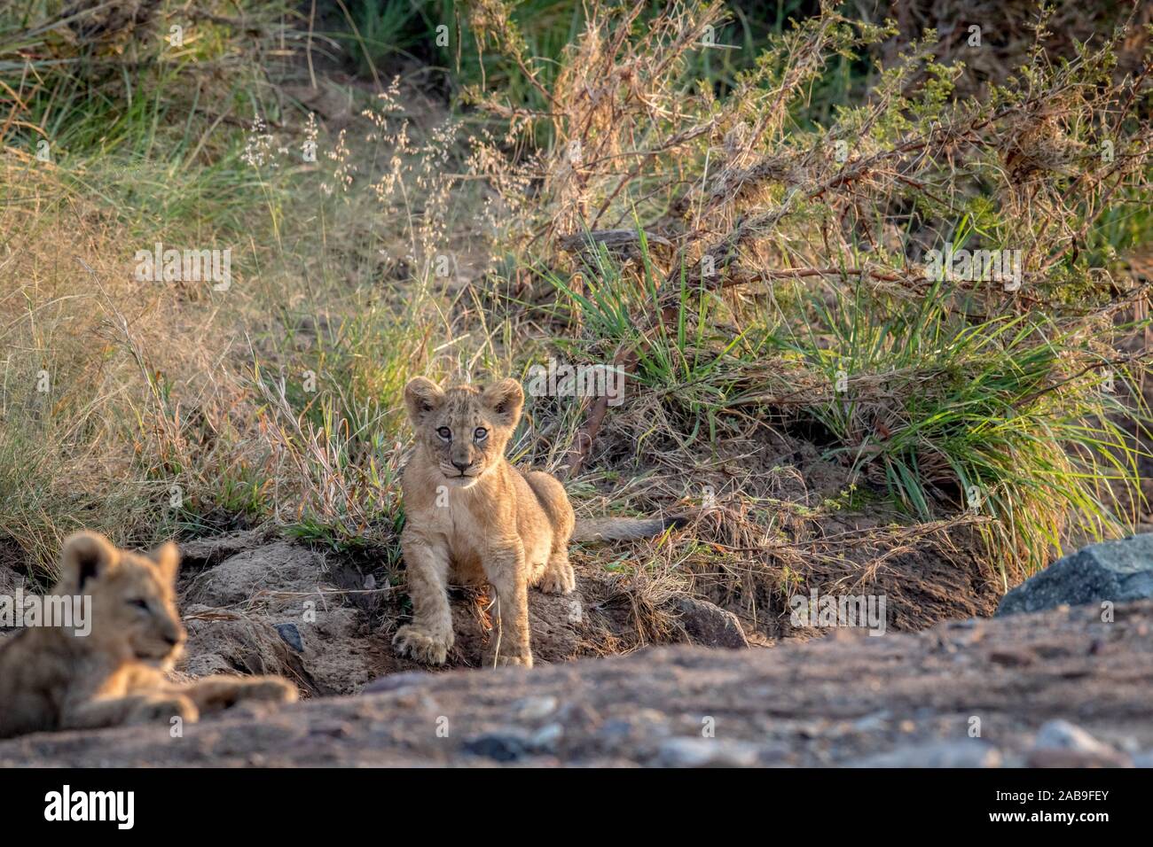Angry lion cub hi-res stock photography and images - Alamy