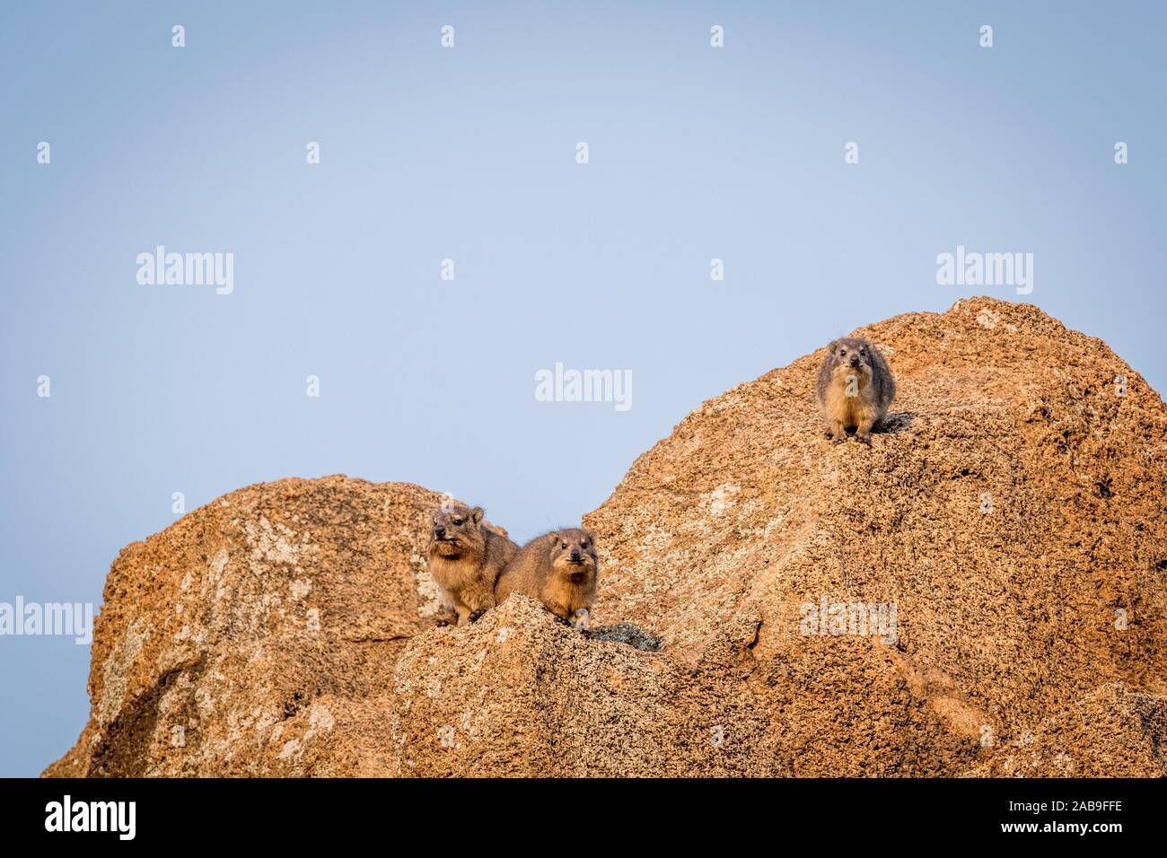 Africa rock hyraxes hi-res stock photography and images - Alamy
