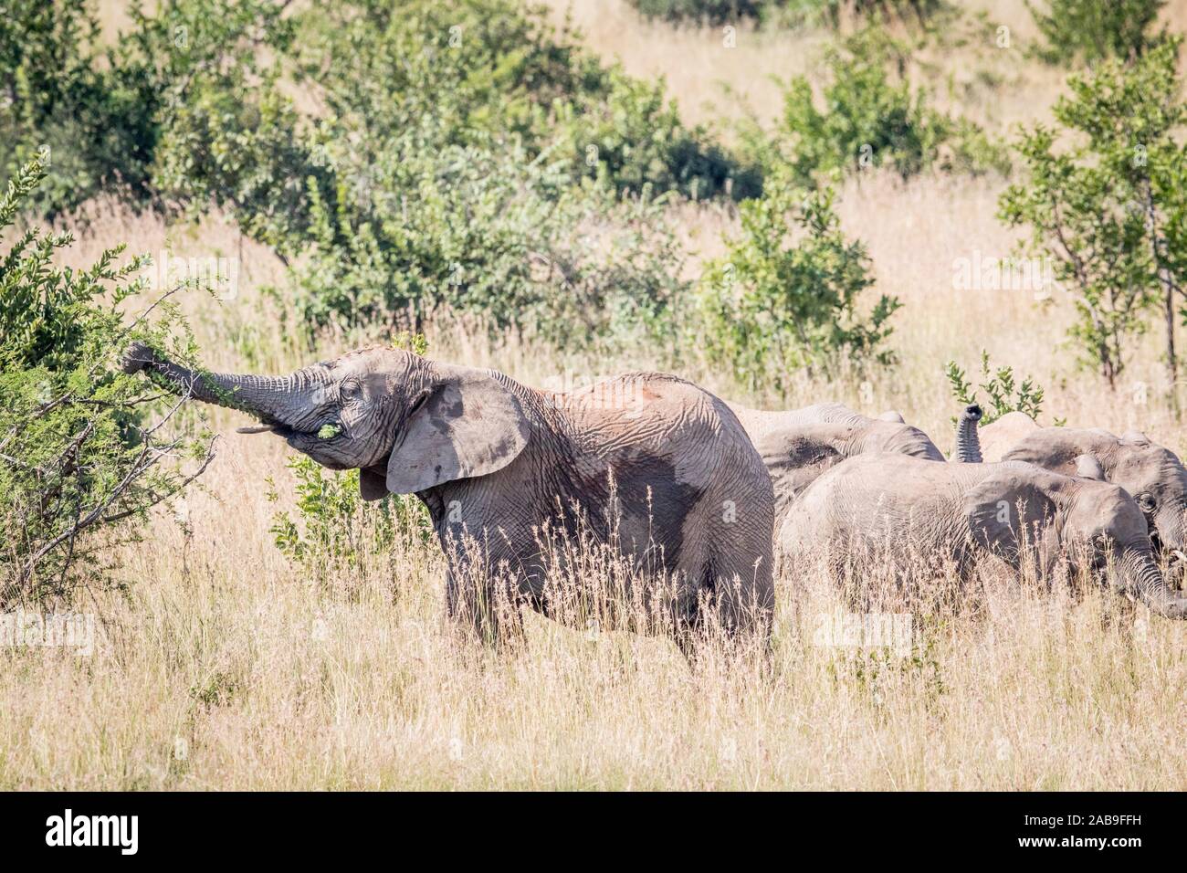 African elephant eating tree hi-res stock photography and images - Alamy