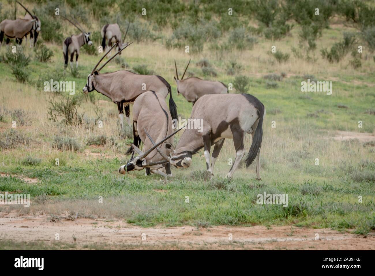 Trans kalagadi national park hi-res stock photography and images - Alamy