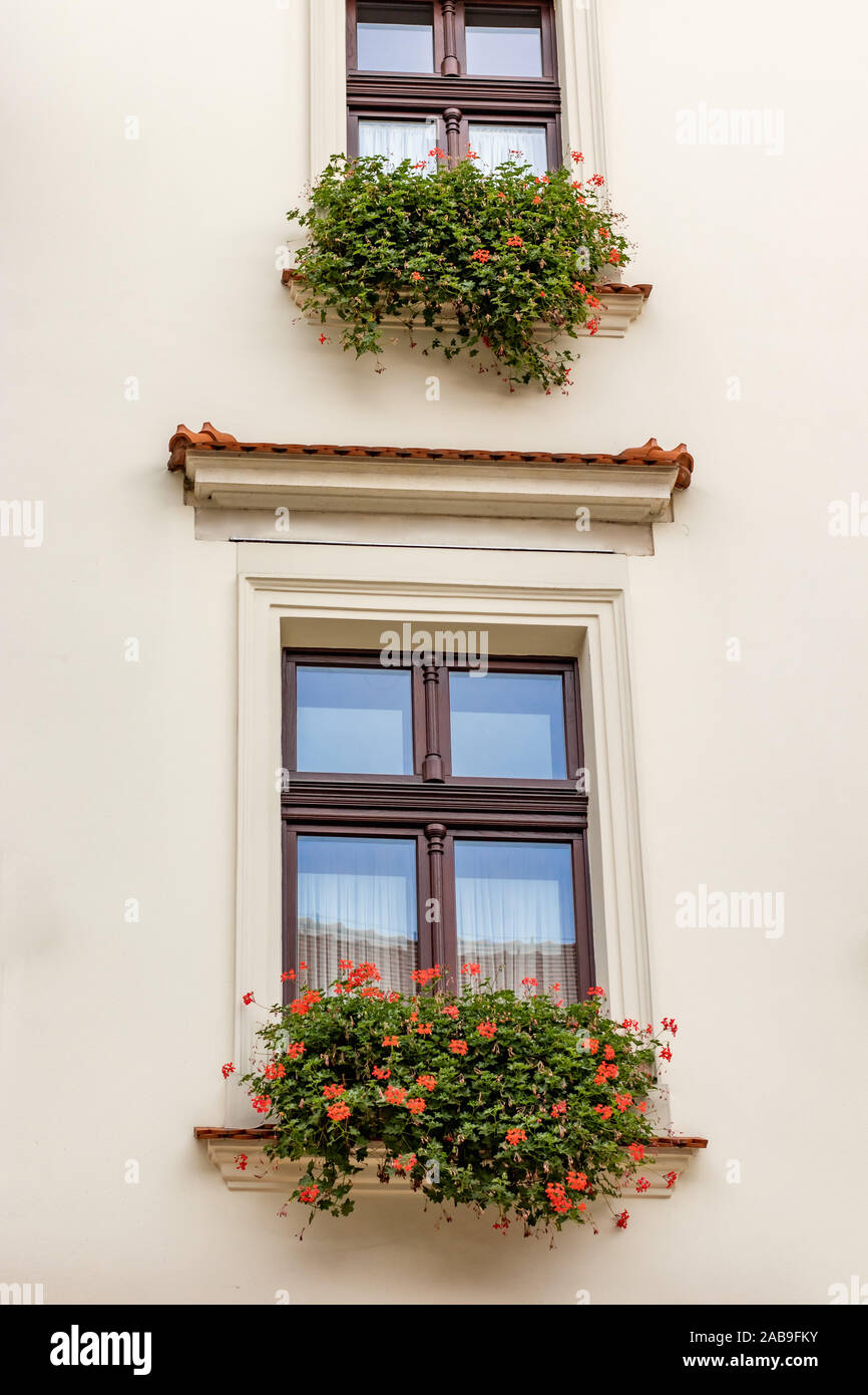 Flowers outside the window on beige wall Stock Photo - Alamy