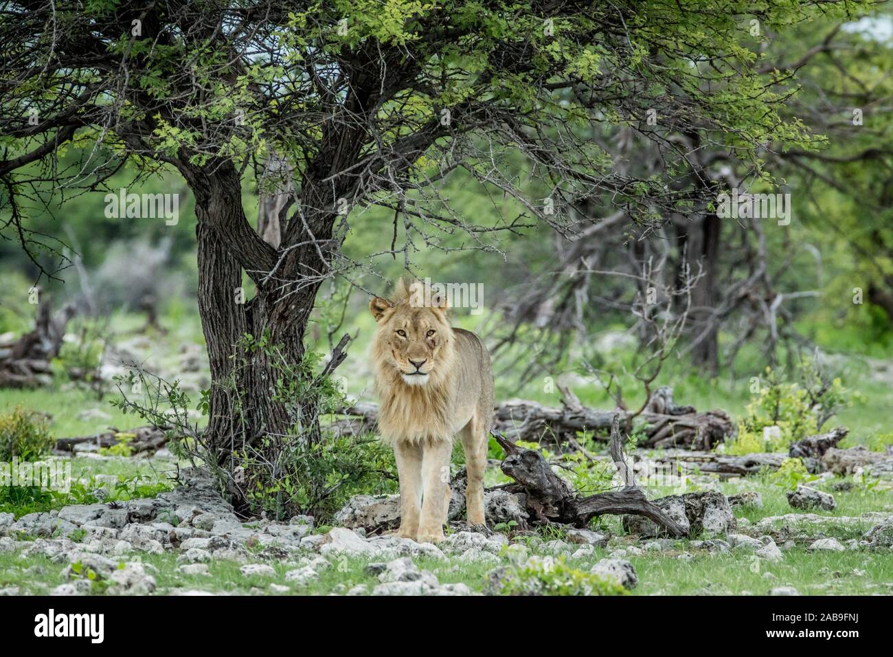 Lion under the tree hi-res stock photography and images - Alamy