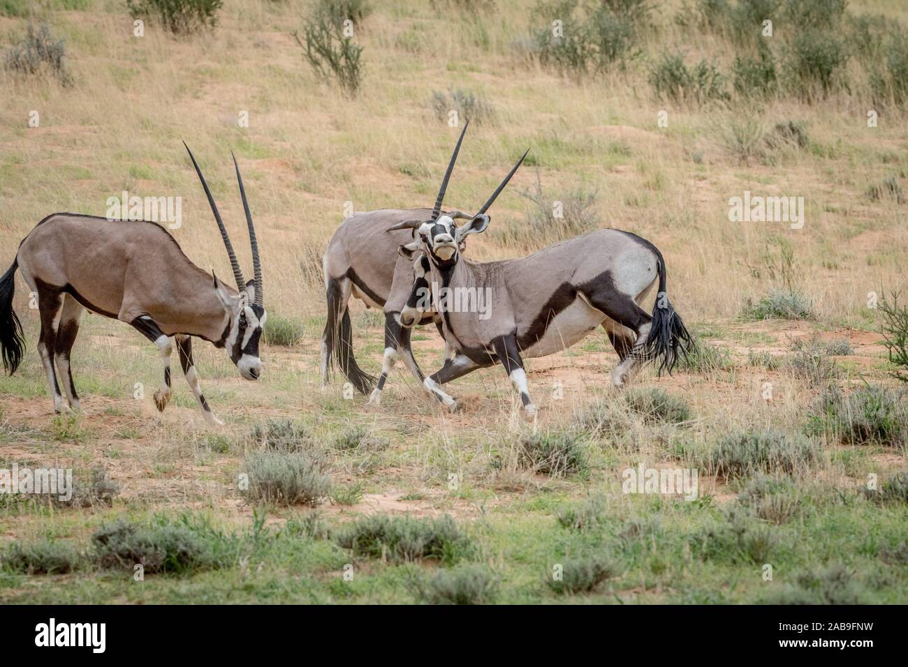 Trans kalagadi national park hi-res stock photography and images - Alamy