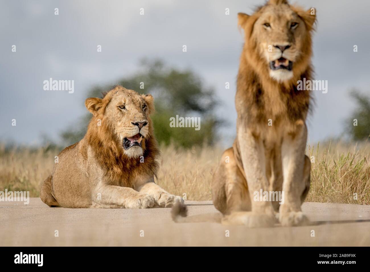 Lion Two Brothers High Resolution Stock Photography and Images - Alamy