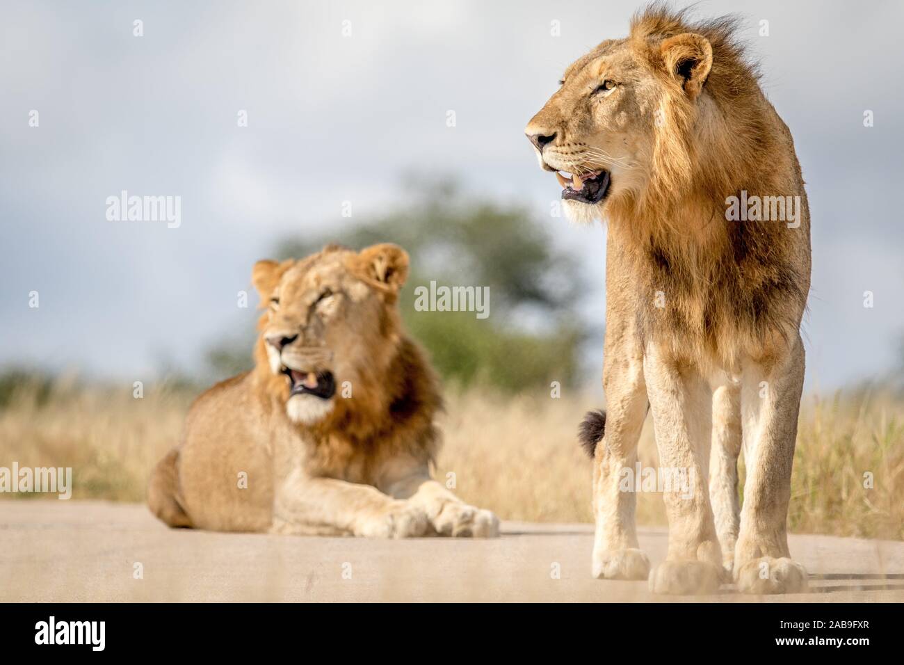 Two young brother hi-res stock photography and images - Alamy
