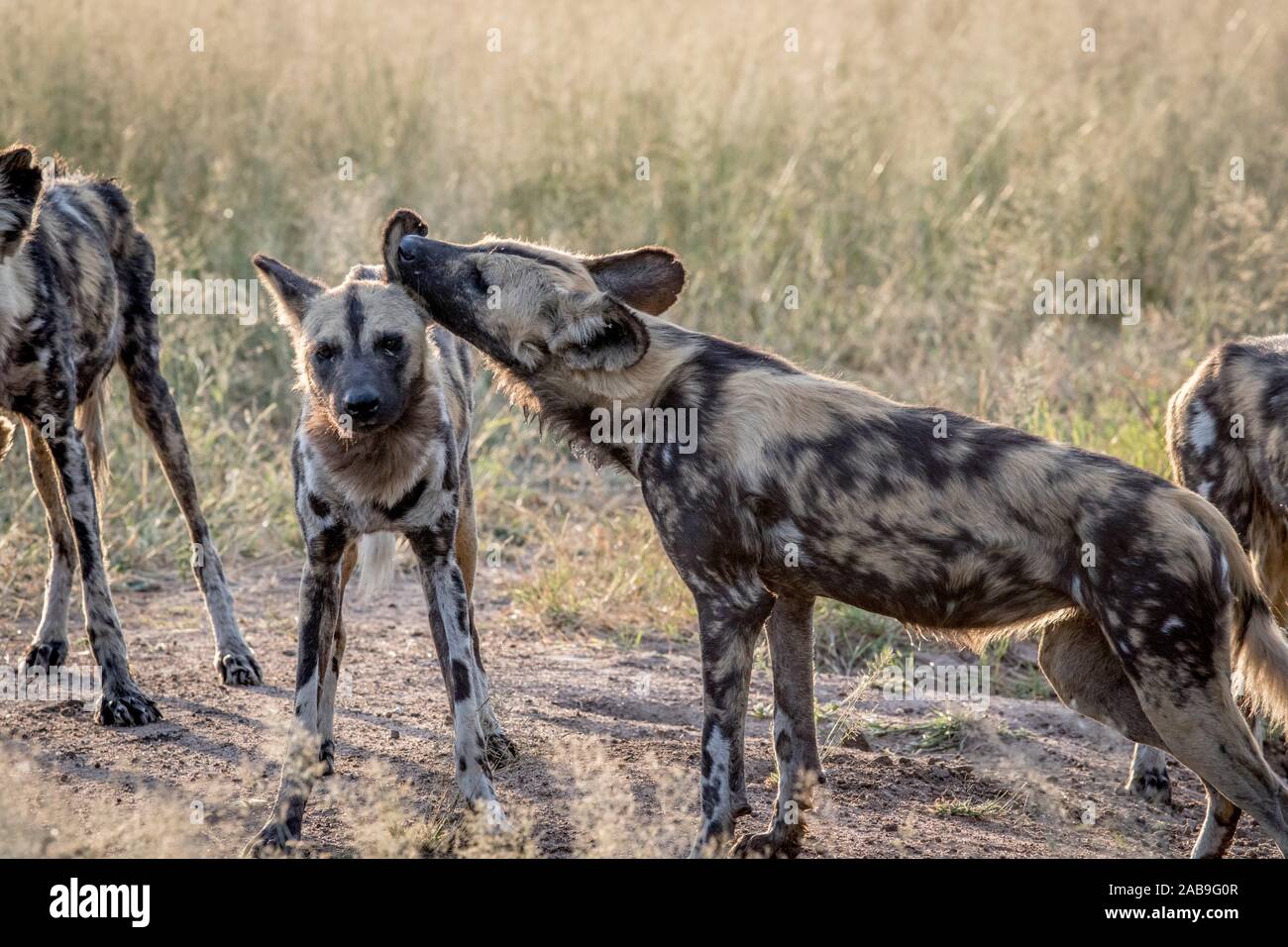 African Wild Dog Pack High Resolution Stock Photography and Images - Alamy