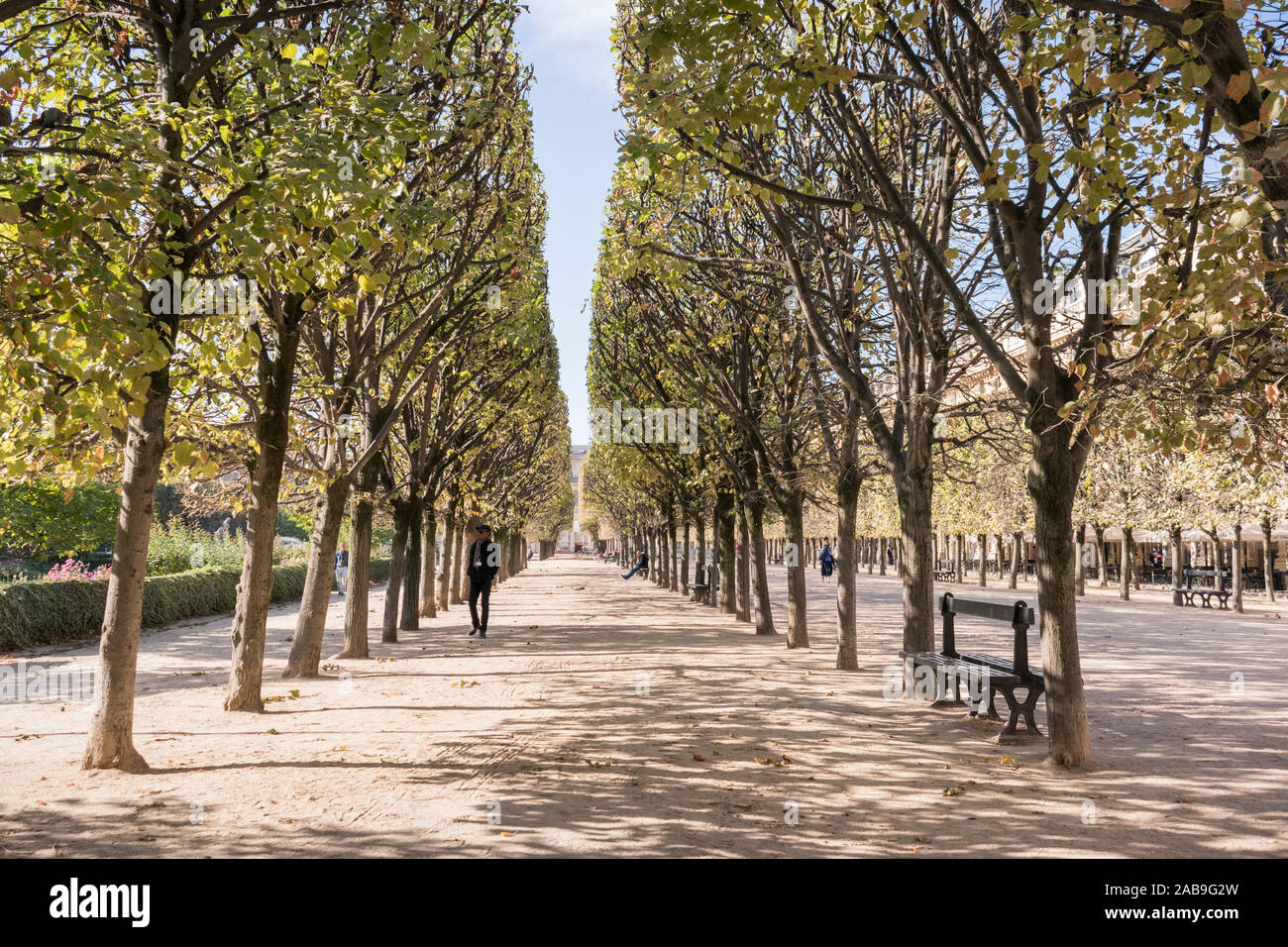 Rows of espaliered trees in the gardens of the Palais Royale, Paris ...