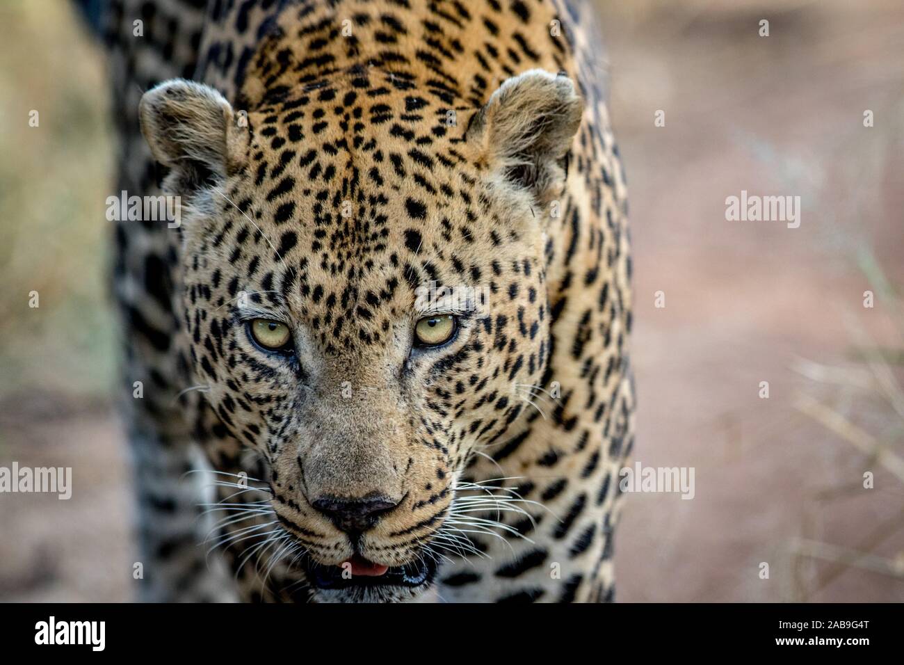 Leopard head hi-res stock photography and images - Alamy