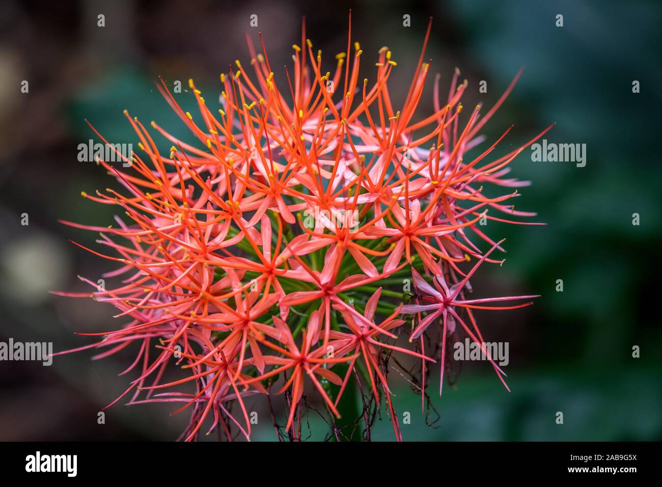 Blood lily hi-res stock photography and images - Alamy