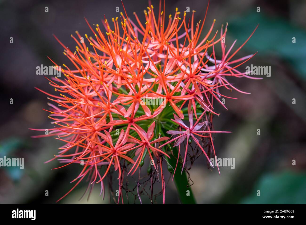 Blood Lily High Resolution Stock Photography and Images - Alamy