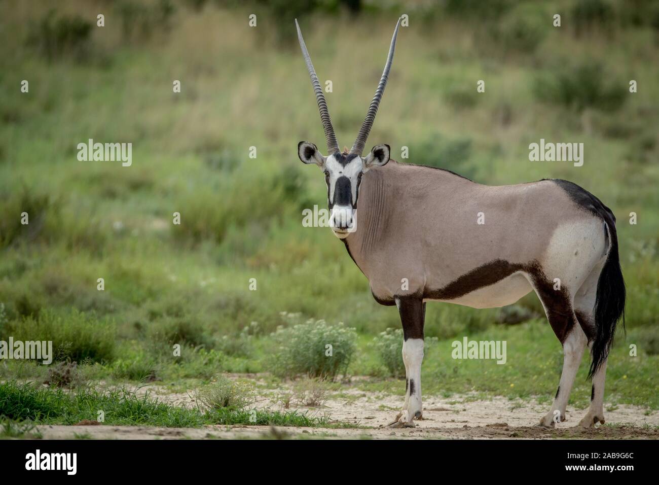 Trans kalagadi national park hi-res stock photography and images - Alamy