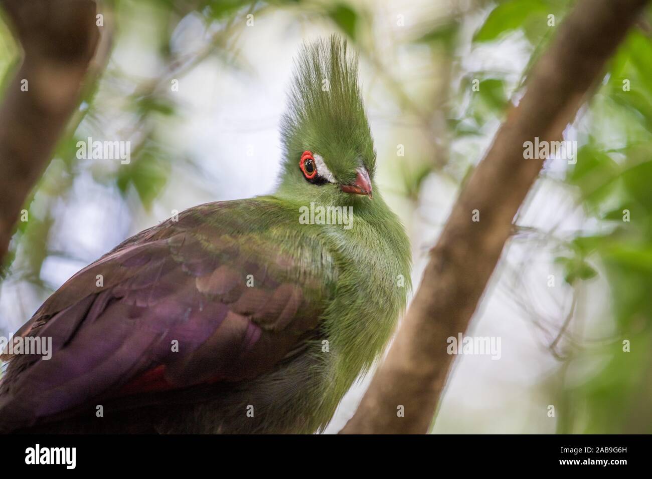 Turaco red crested hi-res stock photography and images - Alamy