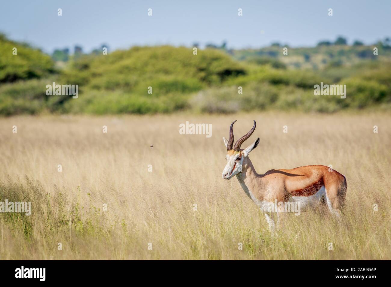 Springbok in long grass hi-res stock photography and images - Alamy