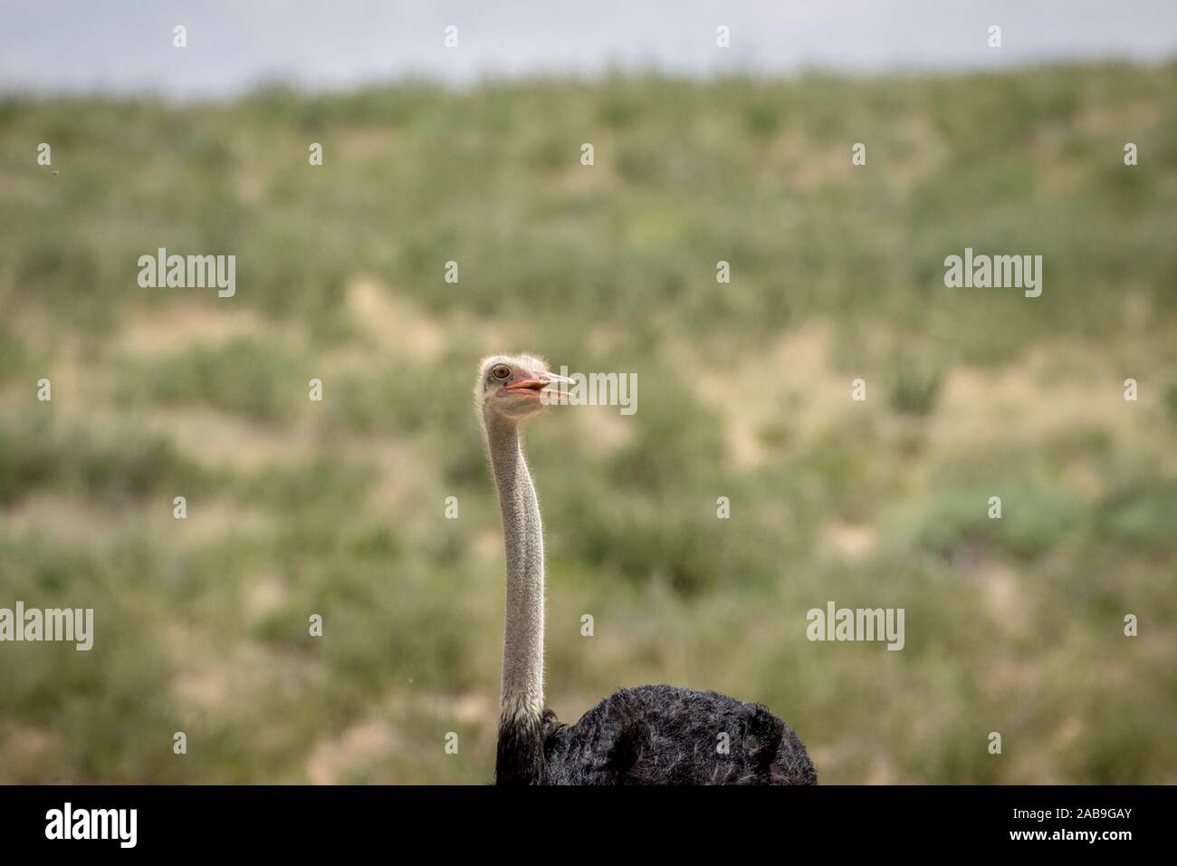 Trans kalagadi national park hi-res stock photography and images - Alamy