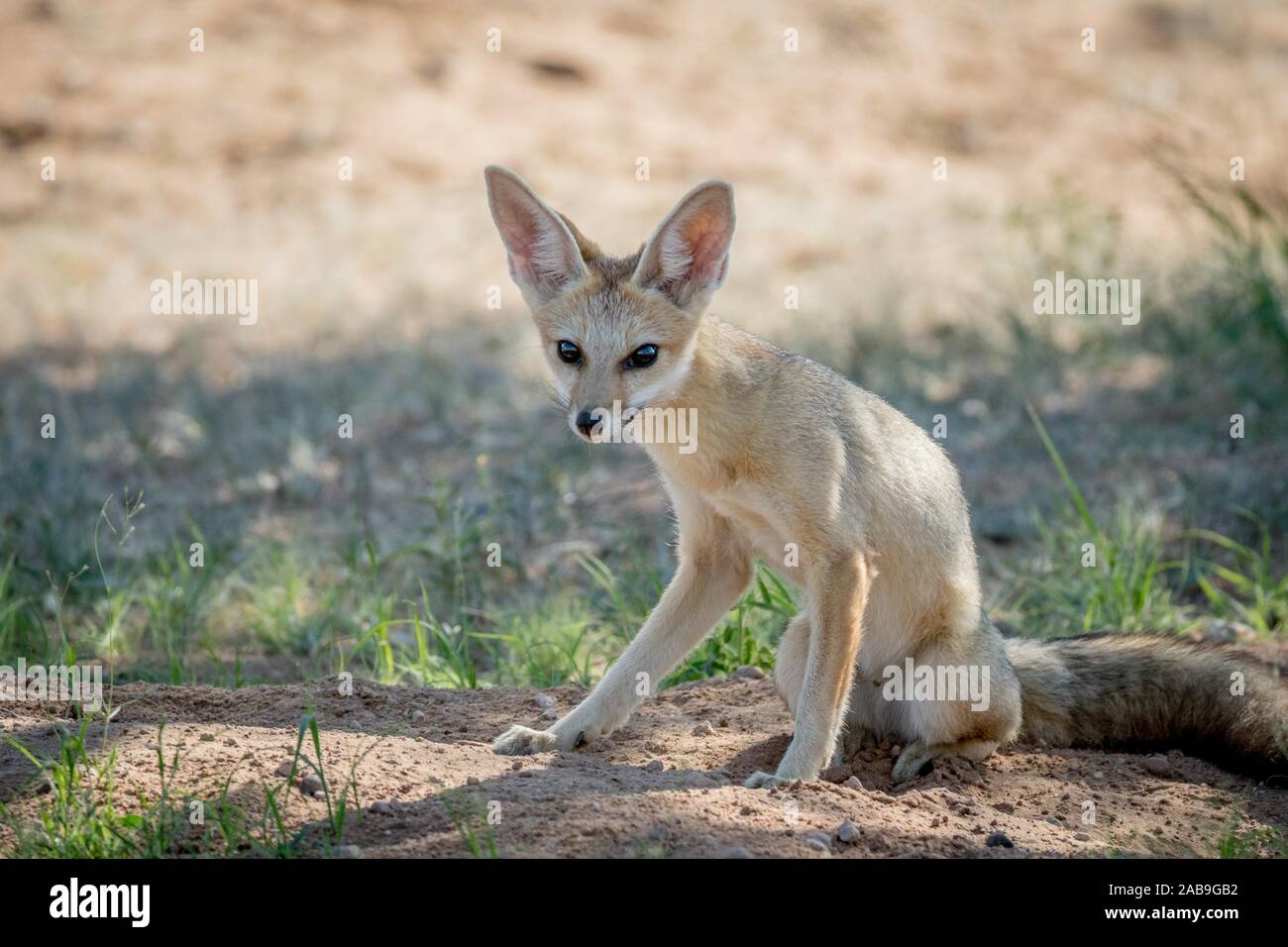Cape fox sitting down in the sand in the Kalagadi Transfrontier Park ...