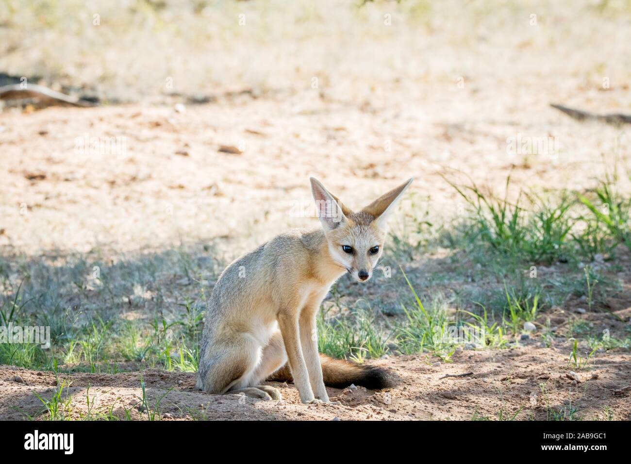 Cape fox sitting down in the sand in the Kalagadi Transfrontier Park ...