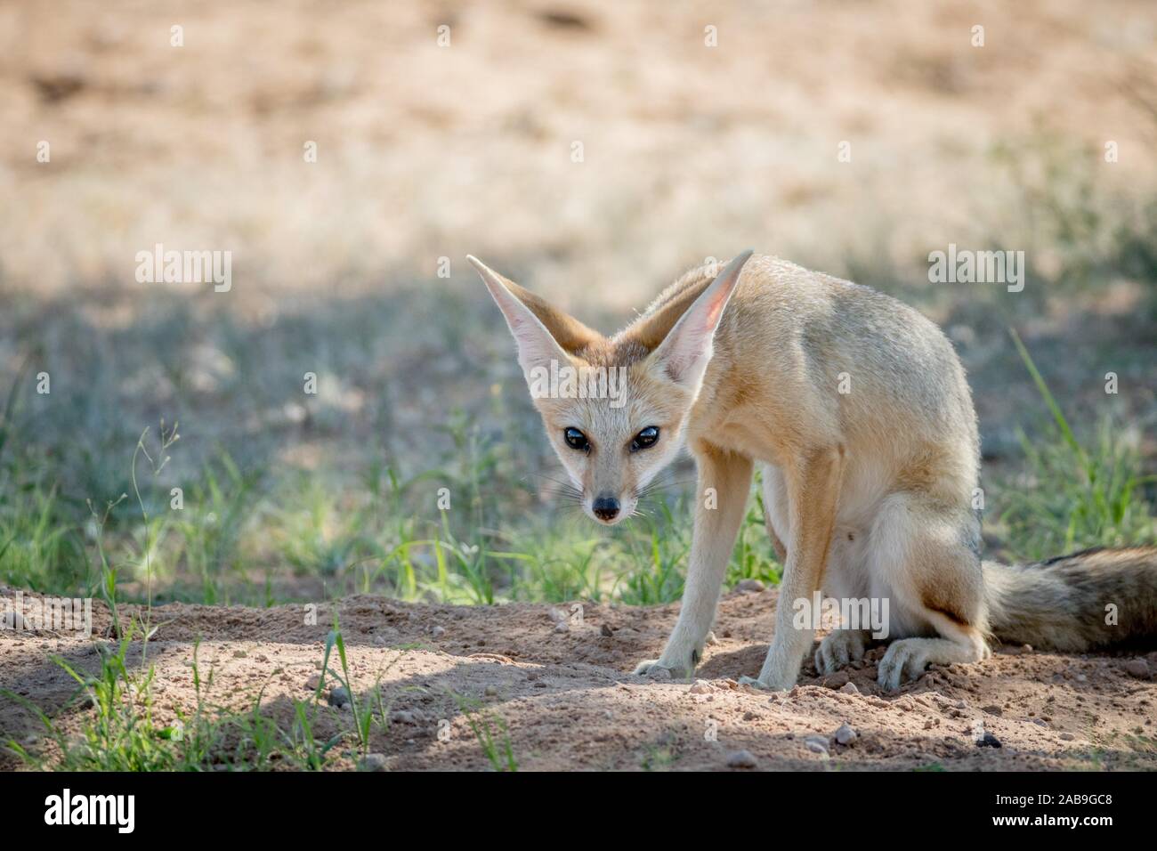 Cape fox sitting down in the sand in the Kalagadi Transfrontier Park ...