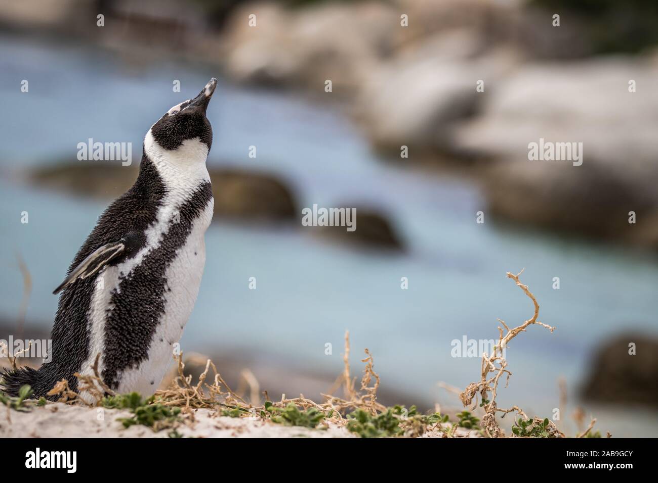 African penguin standing in the sand, South Africa Stock Photo - Alamy