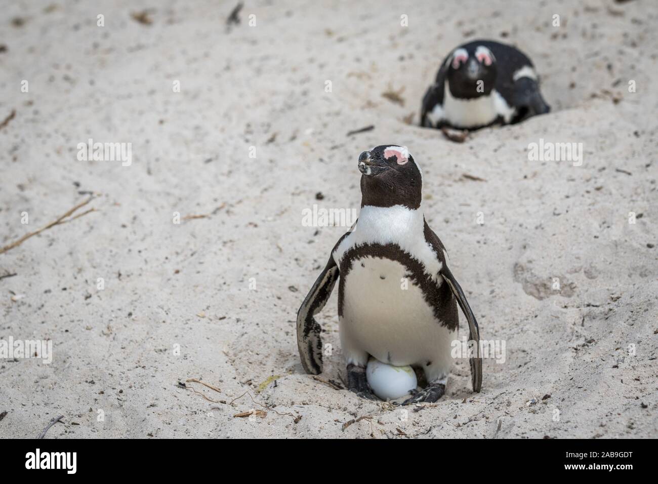 Sitting Penguin High Resolution Stock Photography and Images - Alamy