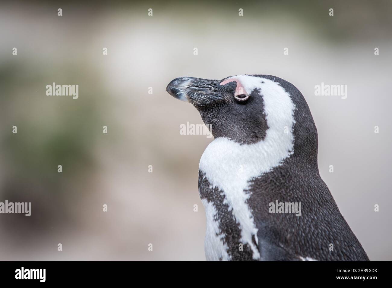 Close up image of penguin hi-res stock photography and images - Alamy