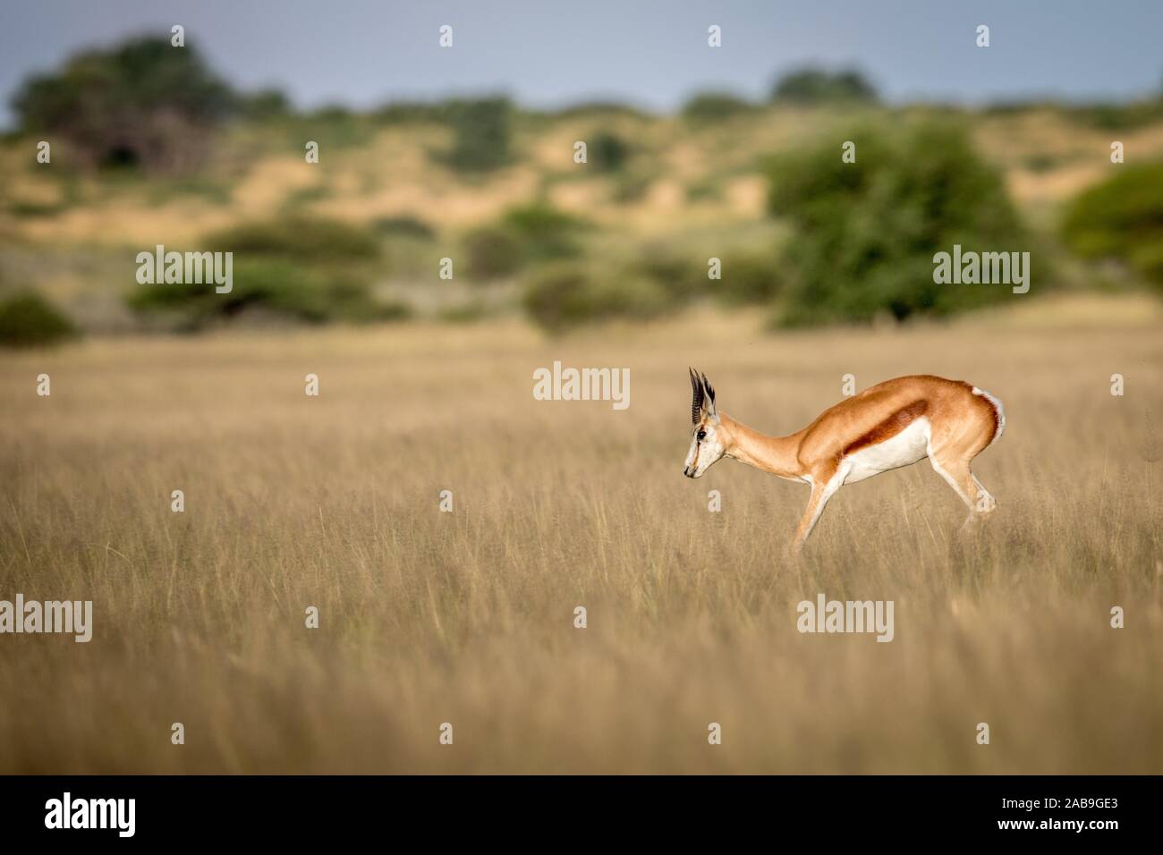 Springbok Pronking High Resolution Stock Photography and Images - Alamy