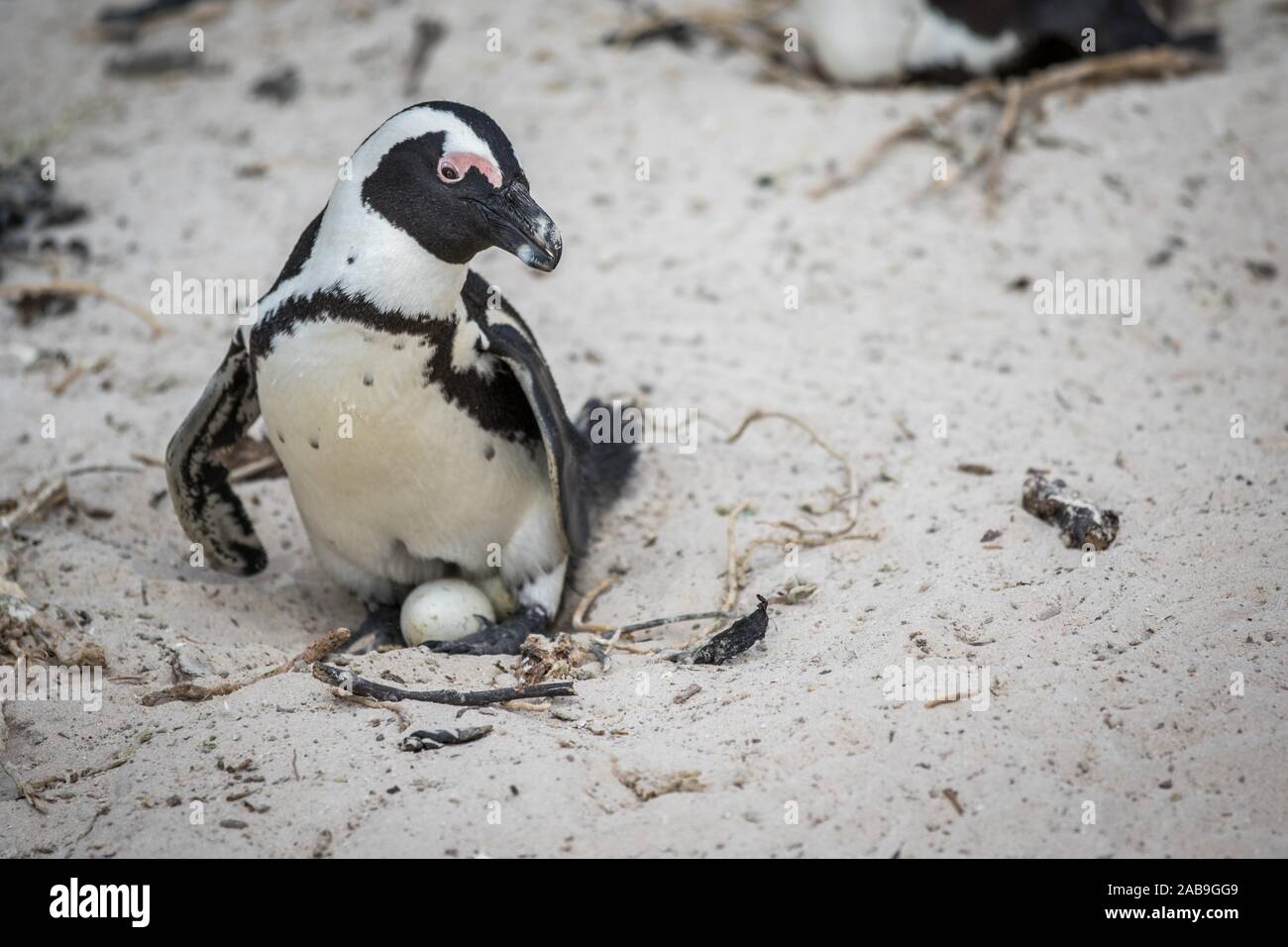 Sitting Penguin High Resolution Stock Photography and Images - Alamy