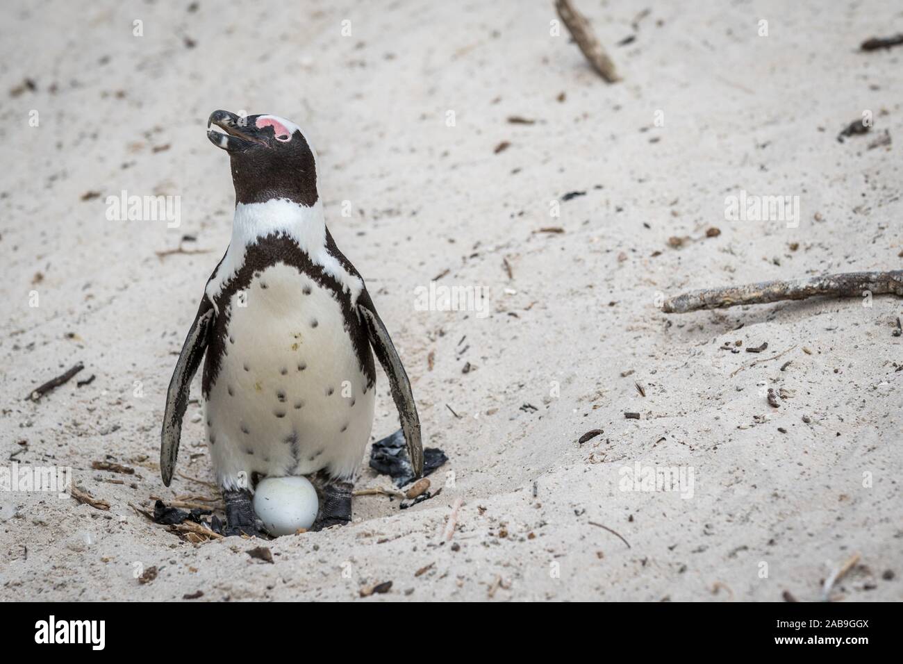 African penguin egg hi-res stock photography and images - Alamy