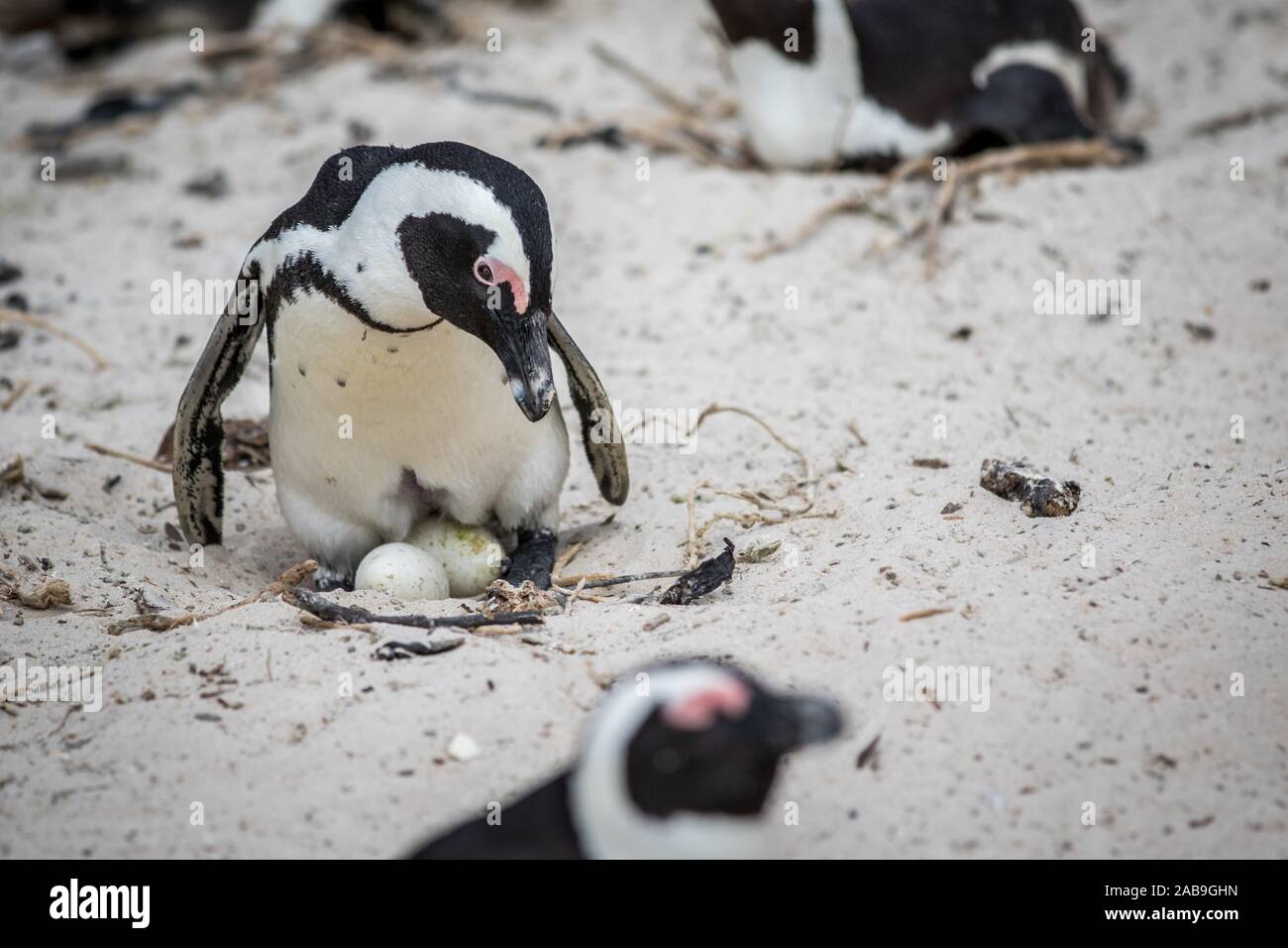 Sitting Penguin High Resolution Stock Photography and Images - Alamy
