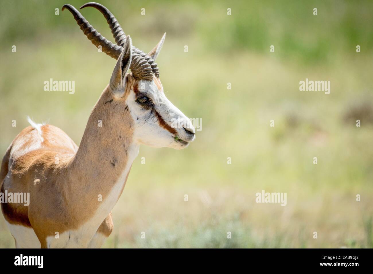 Trans kalagadi national park hi-res stock photography and images - Alamy
