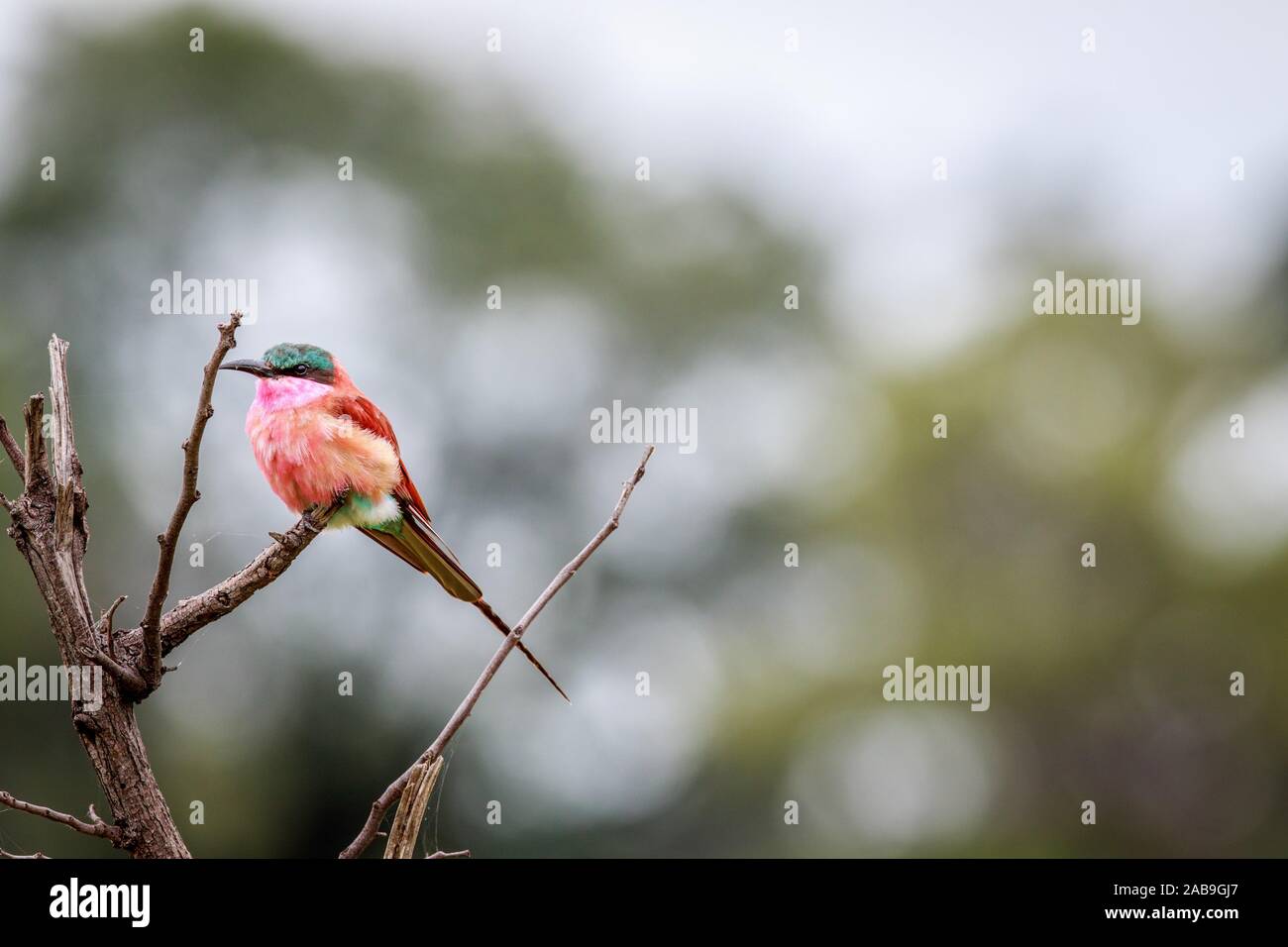Carmine bee eater botswana hi-res stock photography and images - Alamy