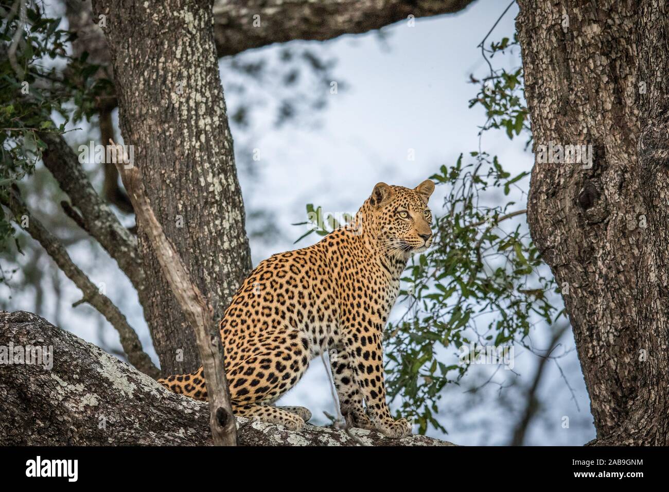 Leopard sitting in jungle hi-res stock photography and images - Alamy