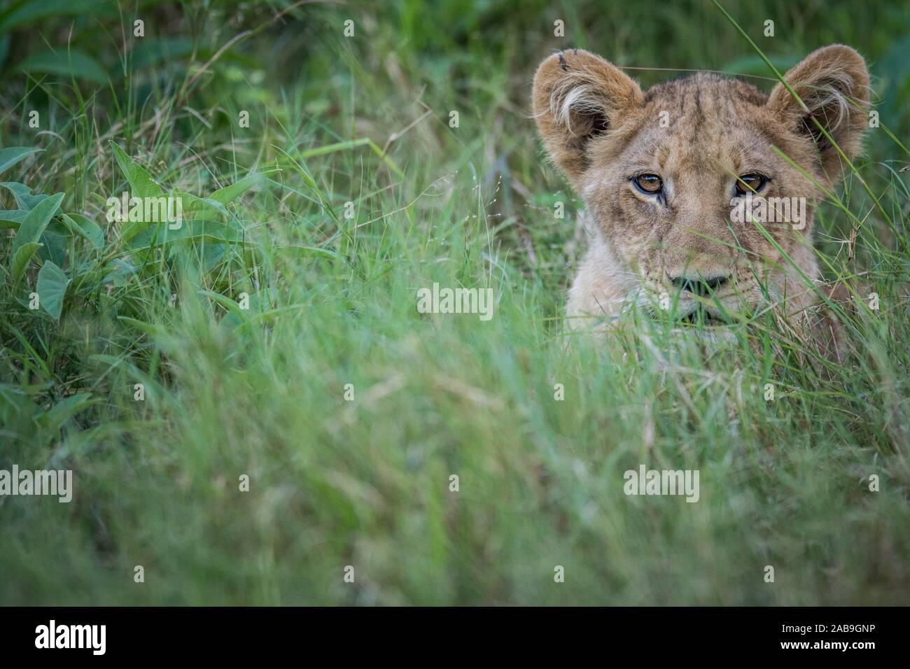 Angry lion cub hi-res stock photography and images - Alamy