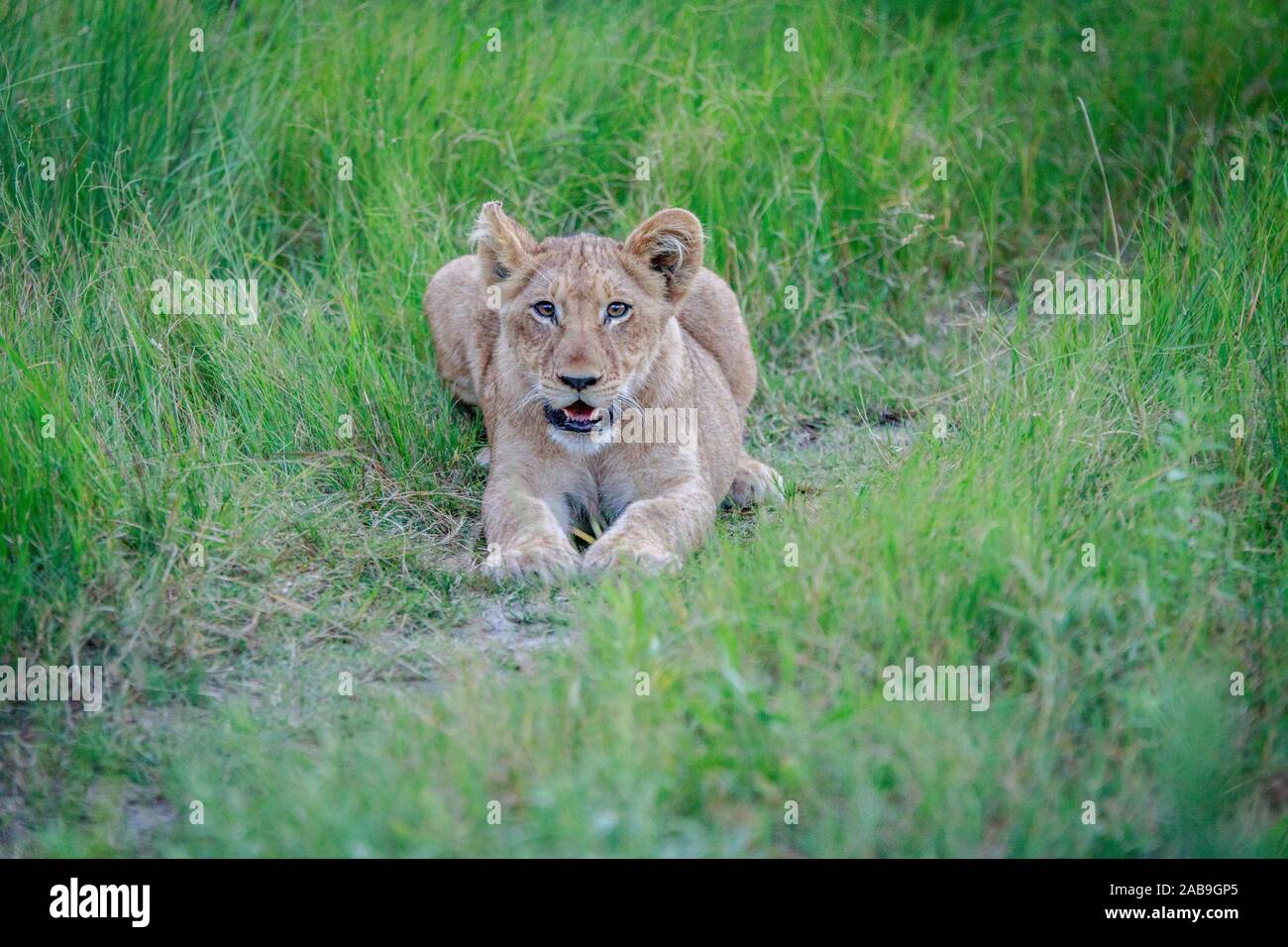 Angry lion cub hi-res stock photography and images - Alamy