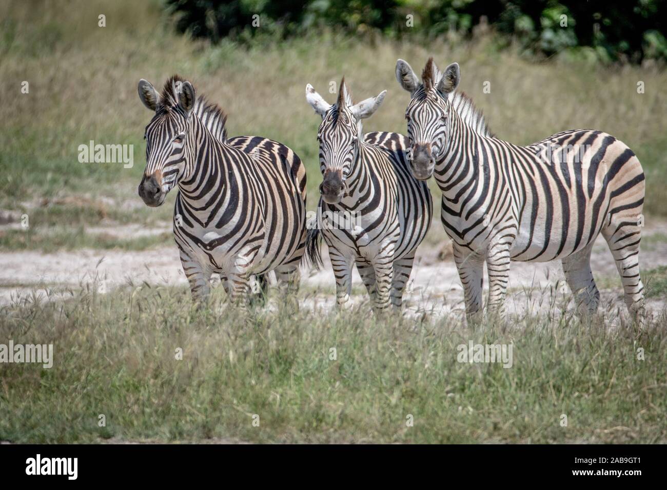 The three species of zebra hi-res stock photography and images - Alamy