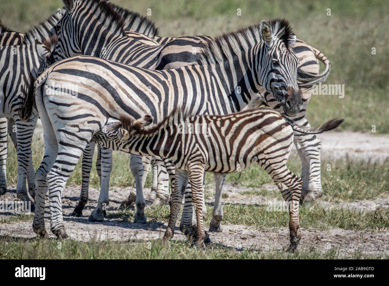 Calf zebra hi-res stock photography and images - Alamy