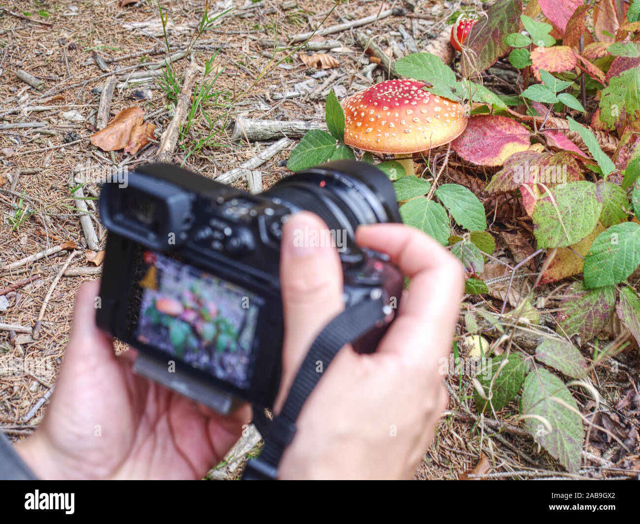 Woman taking pictures with a mirrorless camera in forest in the fall ...