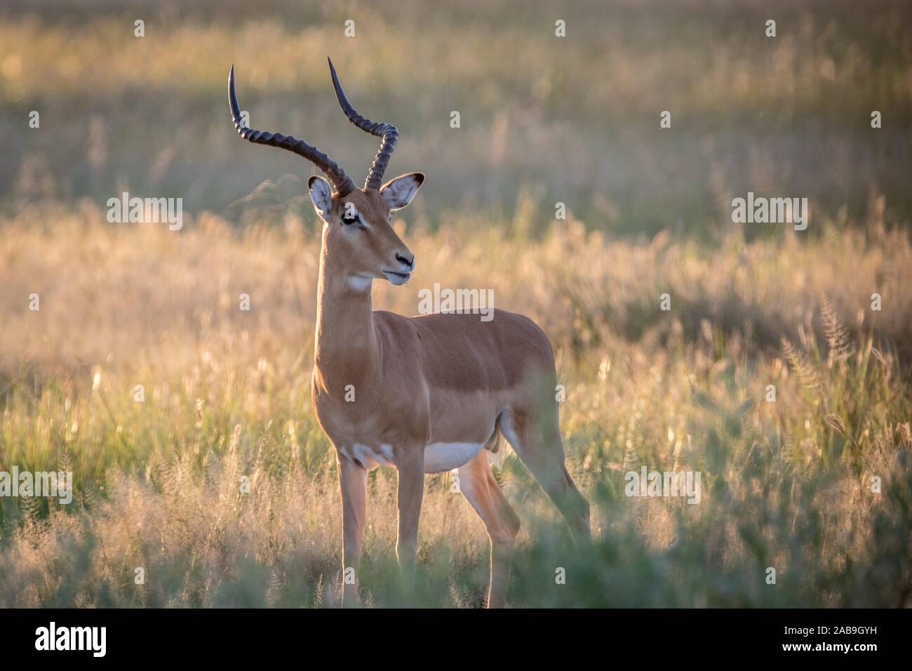Impala ram hi-res stock photography and images - Alamy