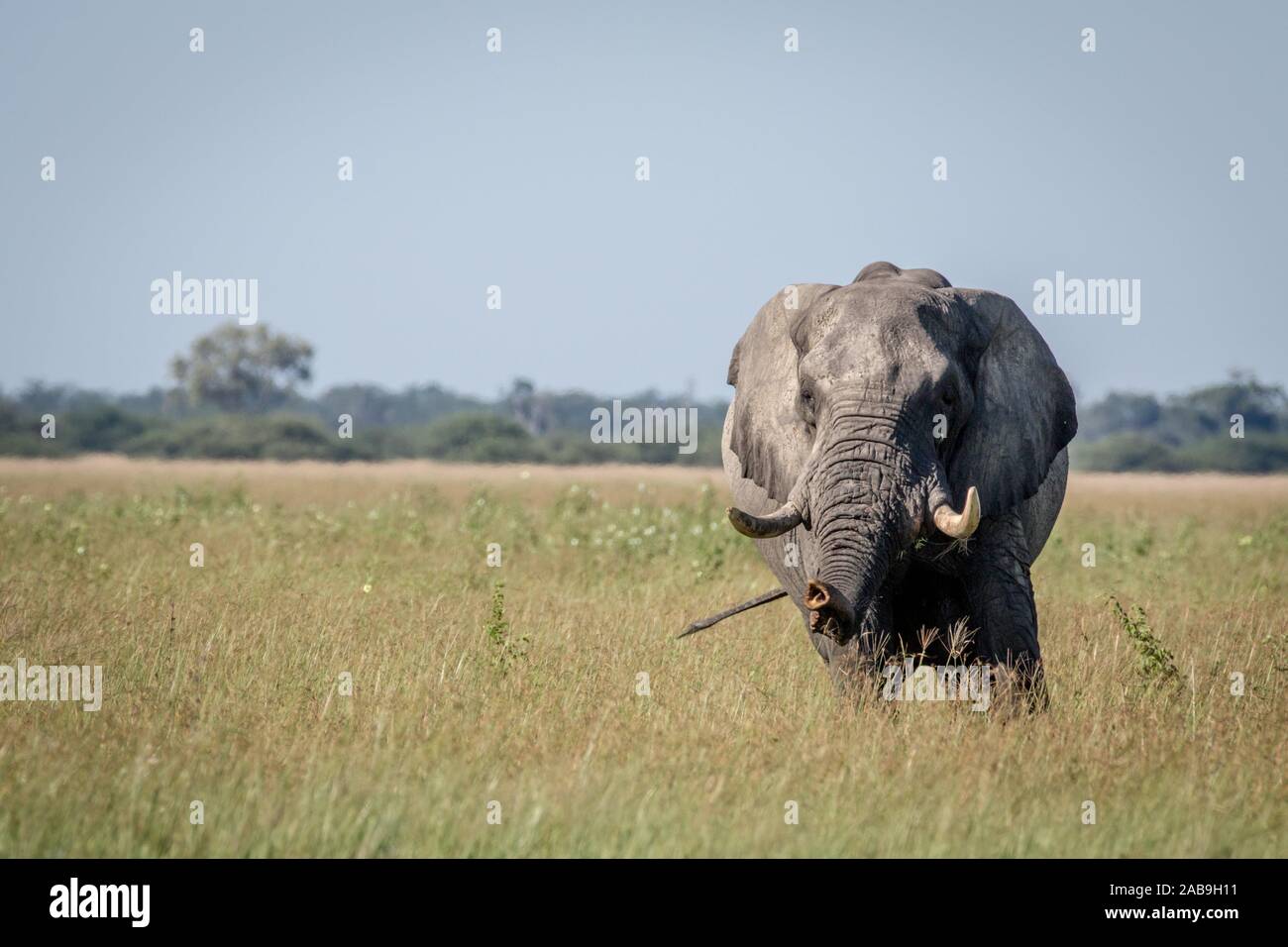 Elephant with big trunk hi-res stock photography and images - Alamy