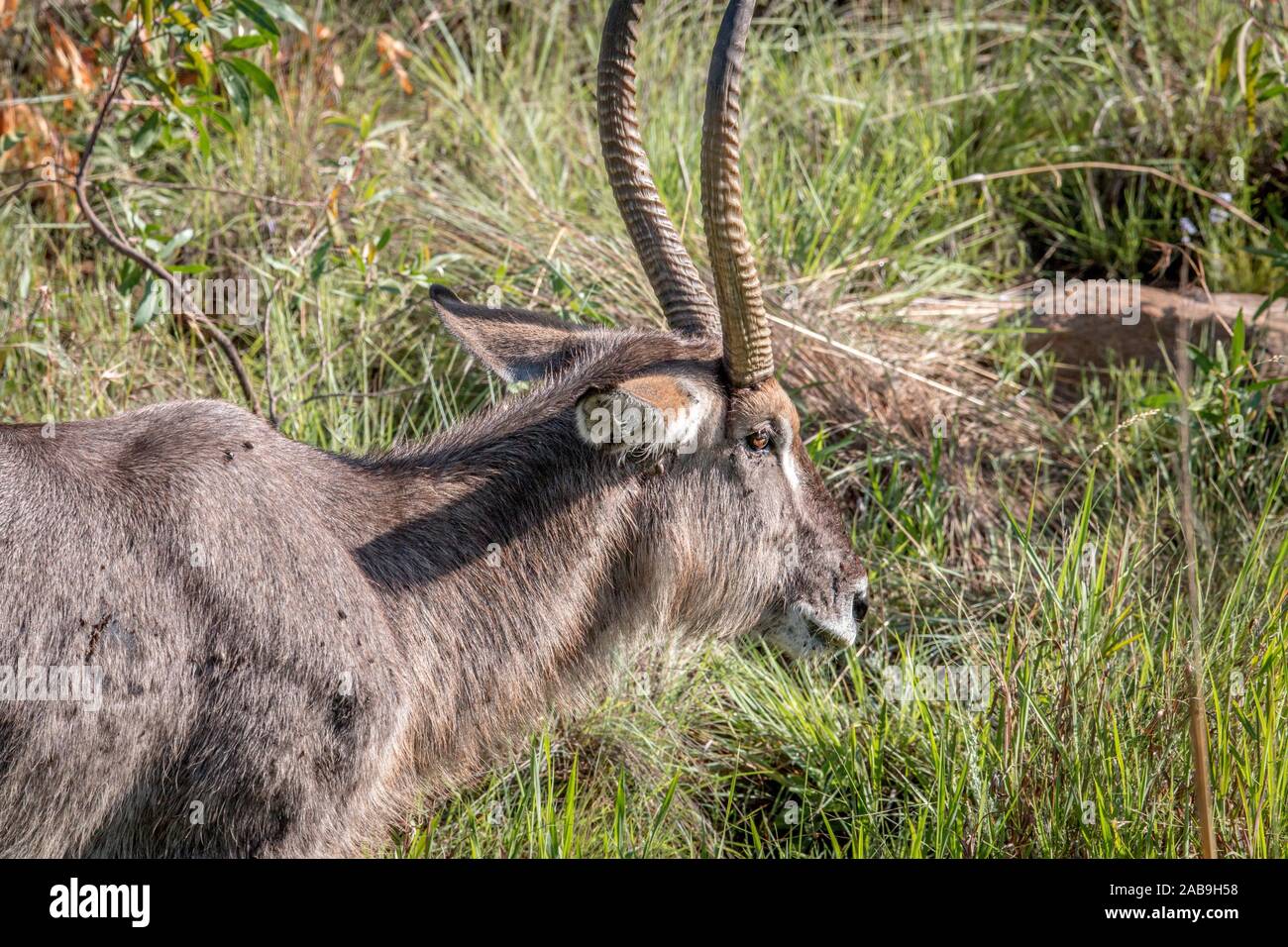 Male waterbuck side view hi-res stock photography and images - Alamy
