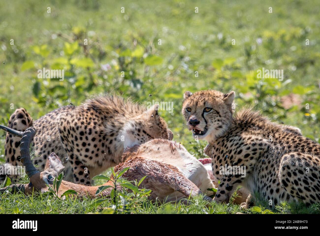 Cheetah eating antelope hi-res stock photography and images - Alamy