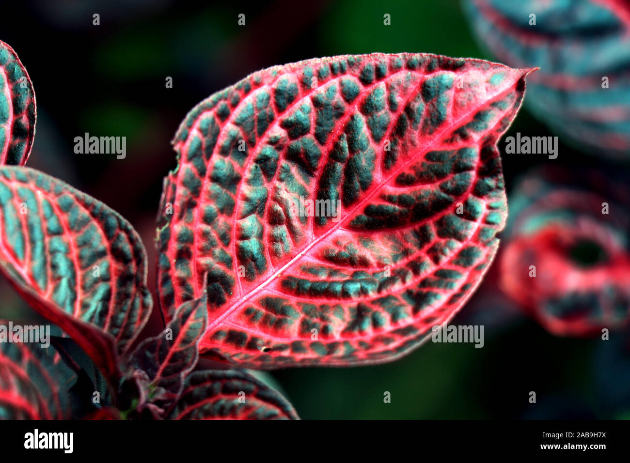 Purple and pink Iresine Herbstii leaf background. Red Bloodleaf ...