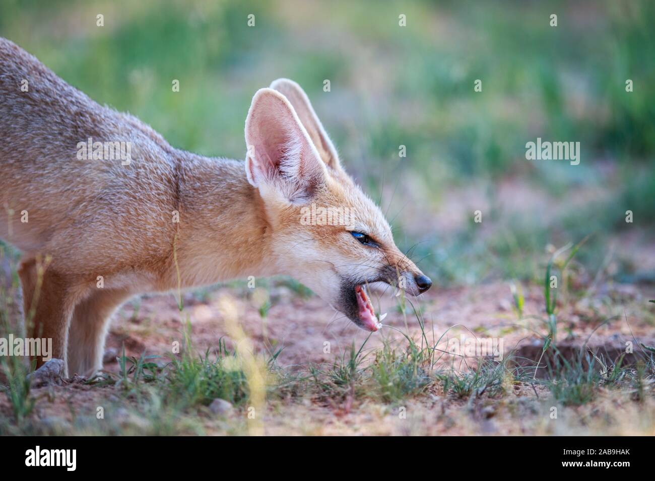 Chewing Cape fox in the Kgalagadi Transfrontier Park, South Africa ...