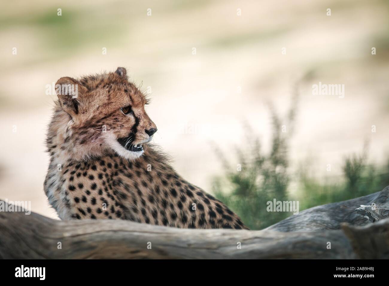 Cheetah side profile High Resolution Stock Photography and Images - Alamy