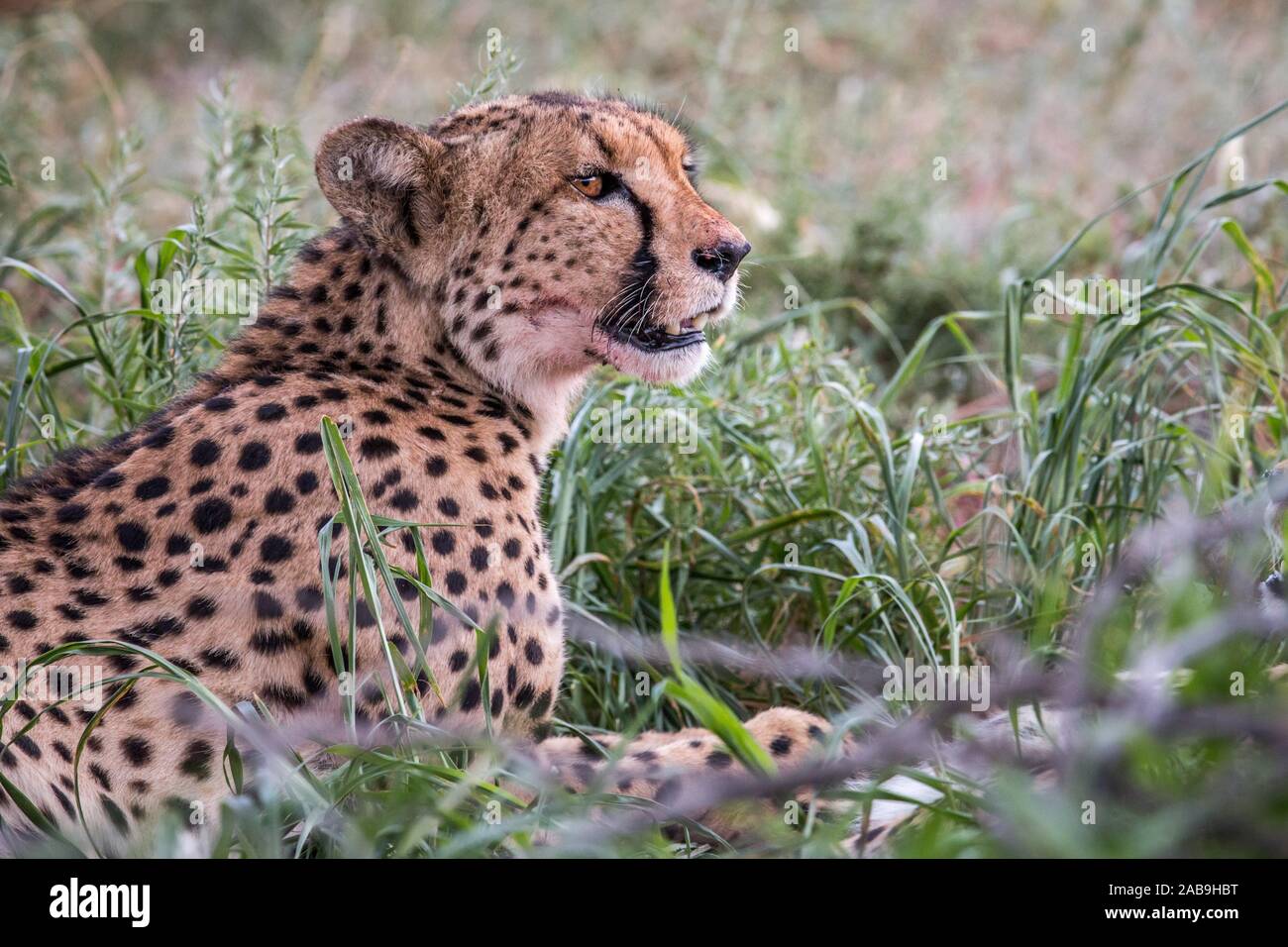 Cheetah side profile hi-res stock photography and images - Alamy
