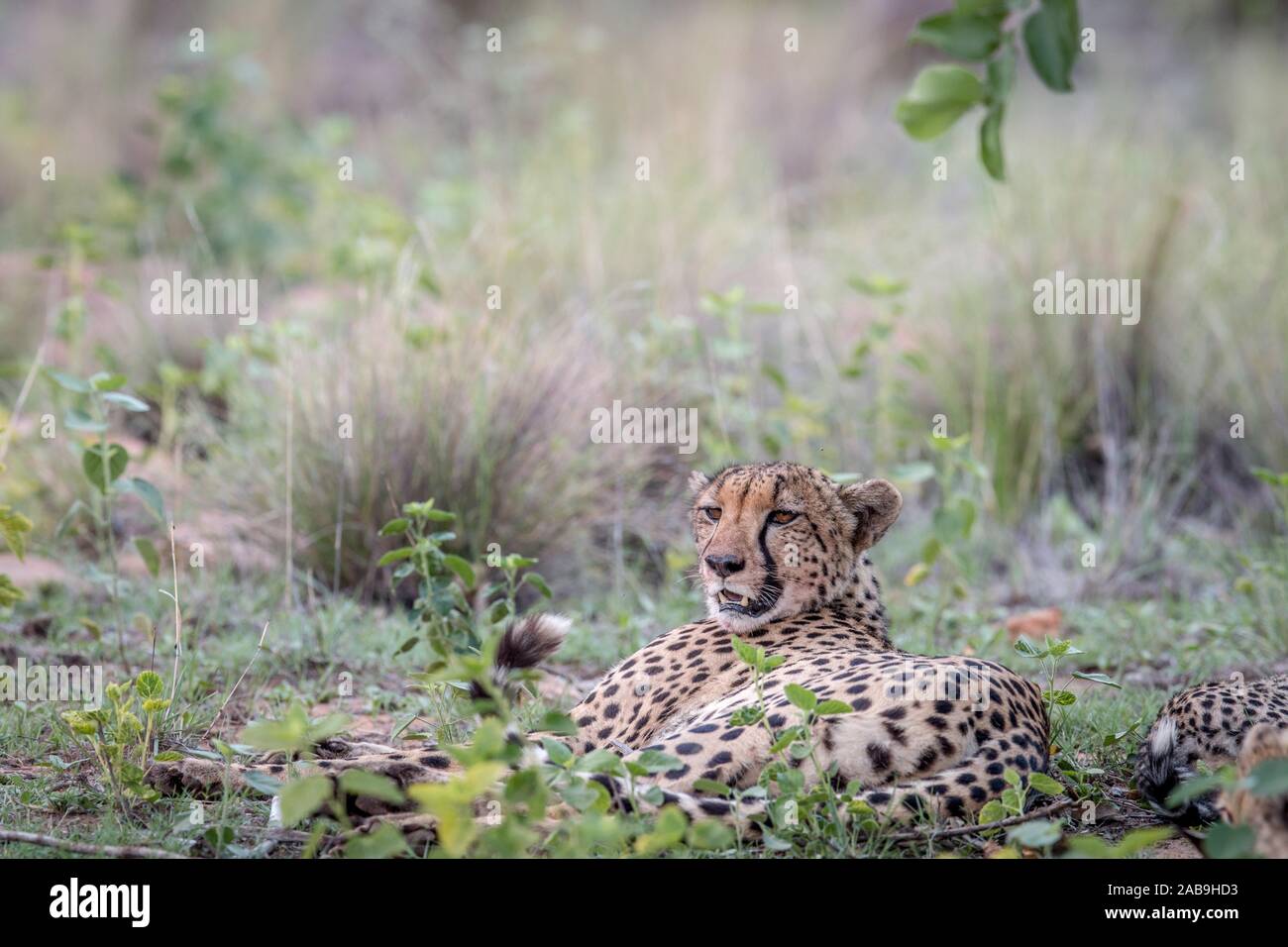 Cheetah laying in grass hi-res stock photography and images - Alamy