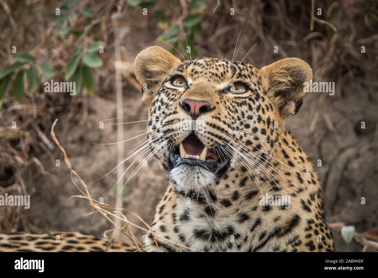 Leopard conservation hi-res stock photography and images - Alamy