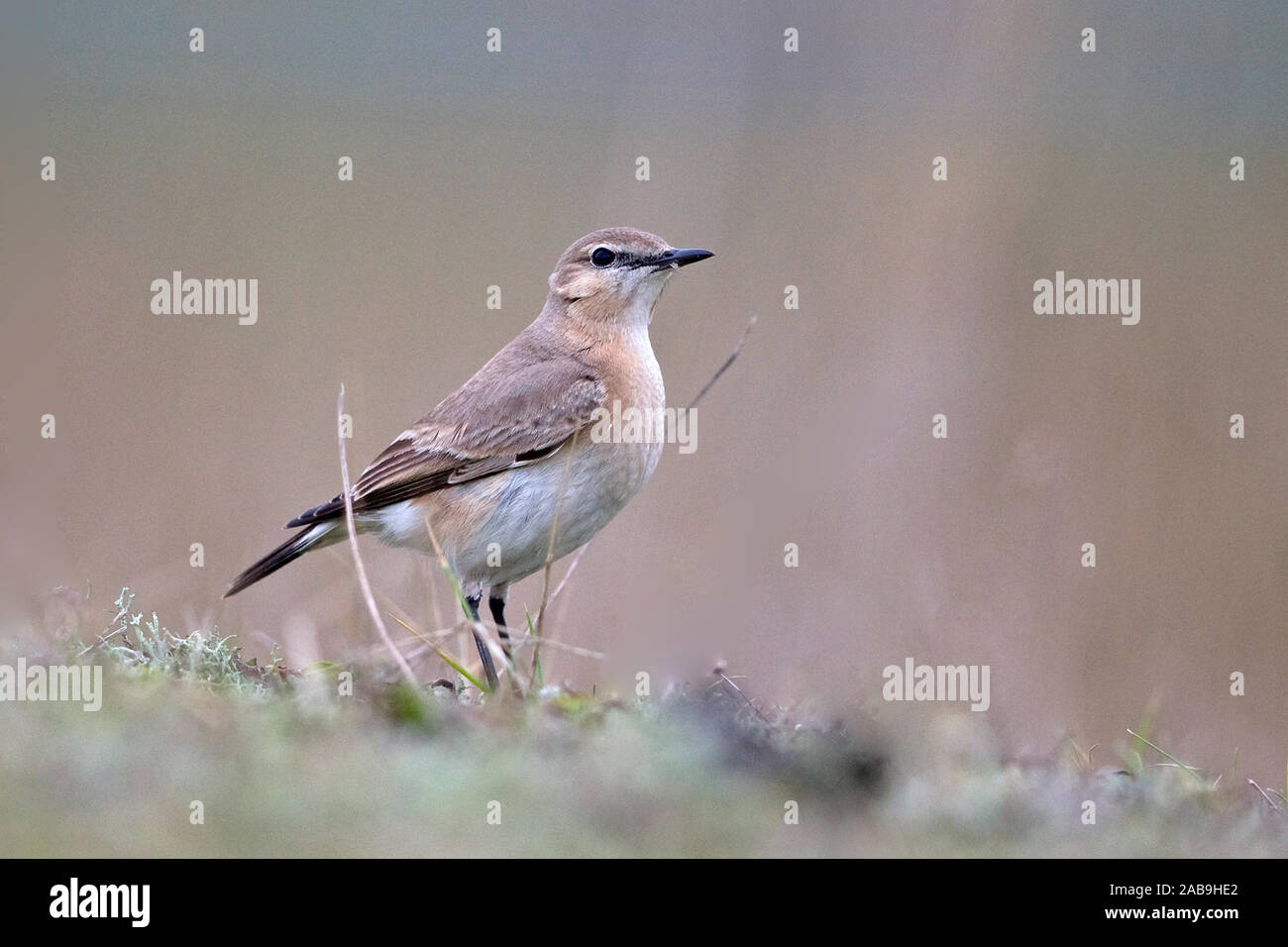 Isabelline Wheatear (Oenanthe isabellina Stock Photo - Alamy
