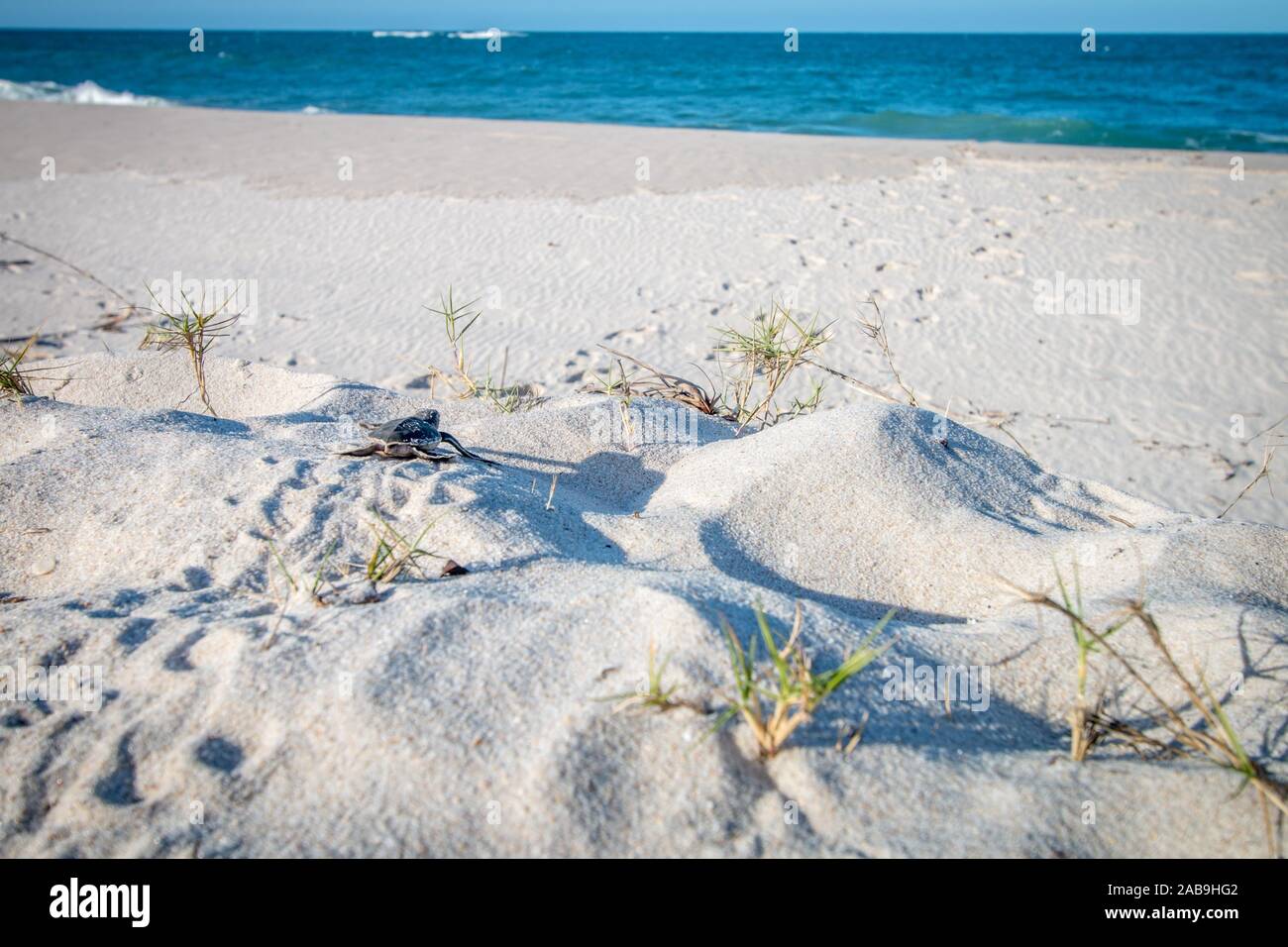 Tanzania turtle underwater hi-res stock photography and images - Alamy