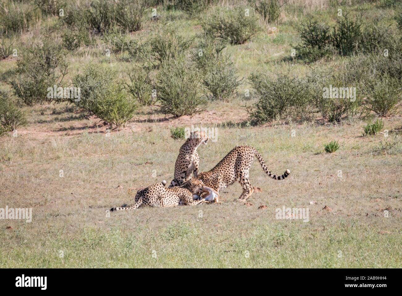 Springbok hunt hi-res stock photography and images - Alamy