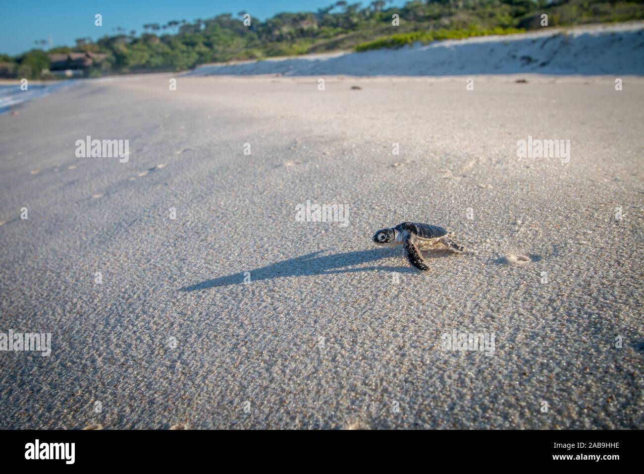 Green sea turtle hatchling hi-res stock photography and images - Alamy